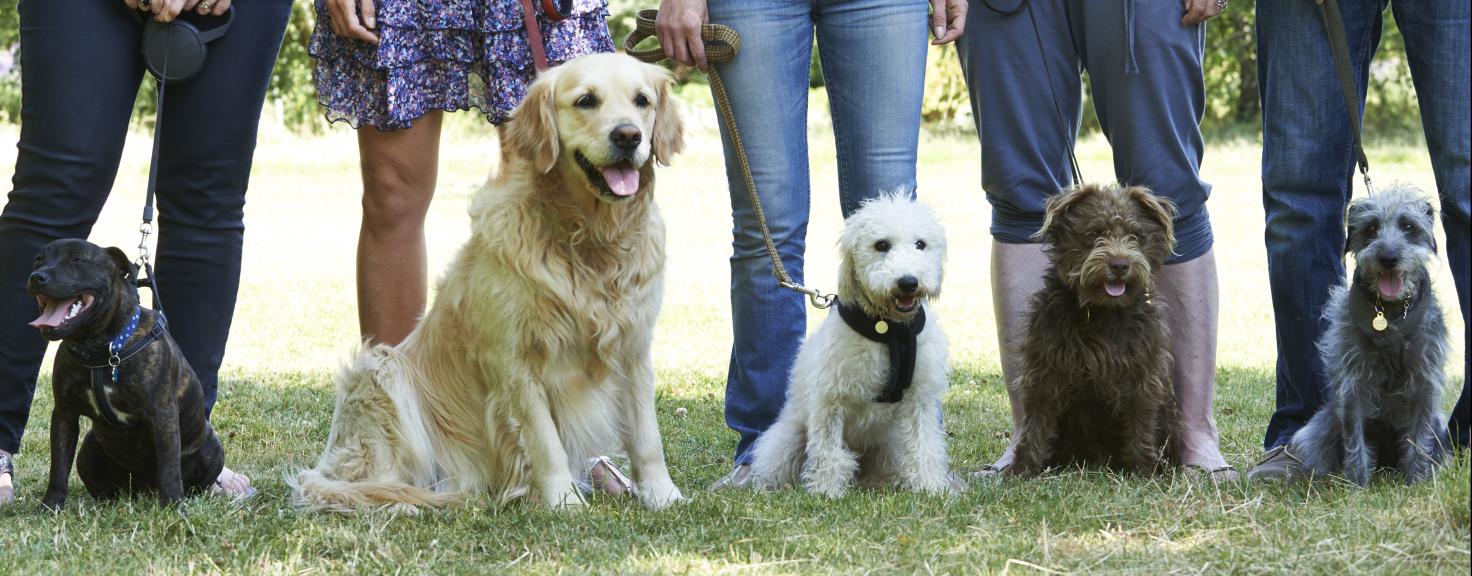 Professional Dog Trainer | Continuing Education | Programs | Aims